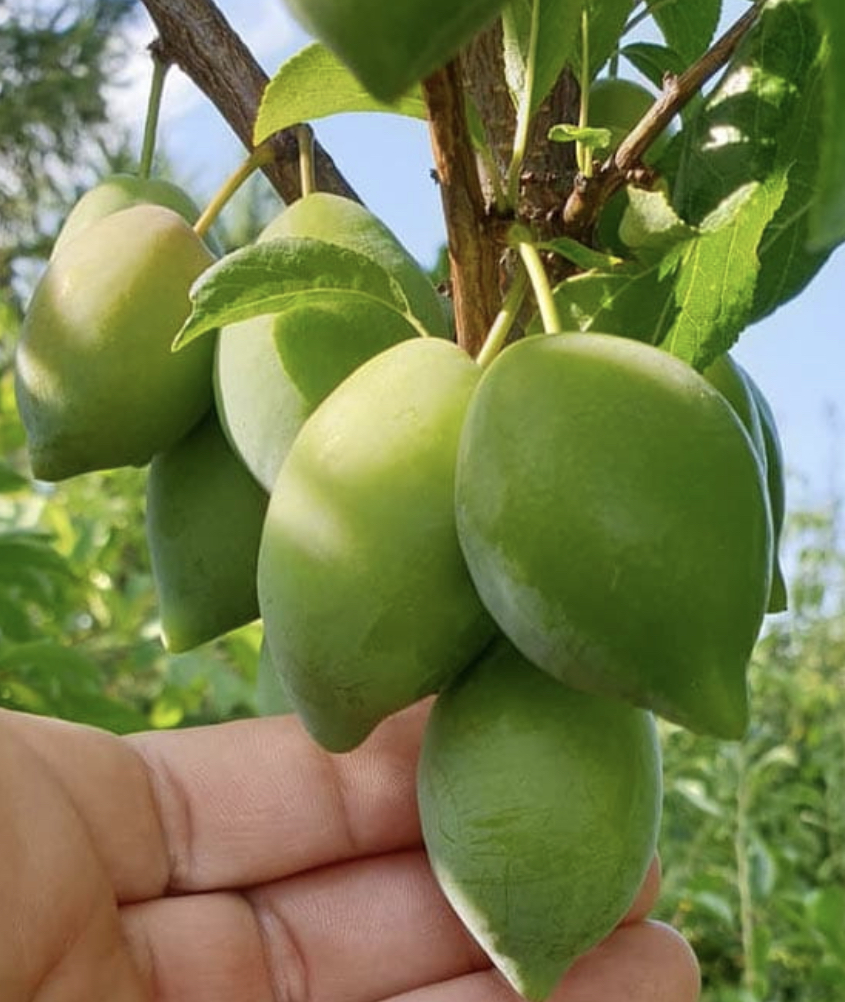Plantsgarden