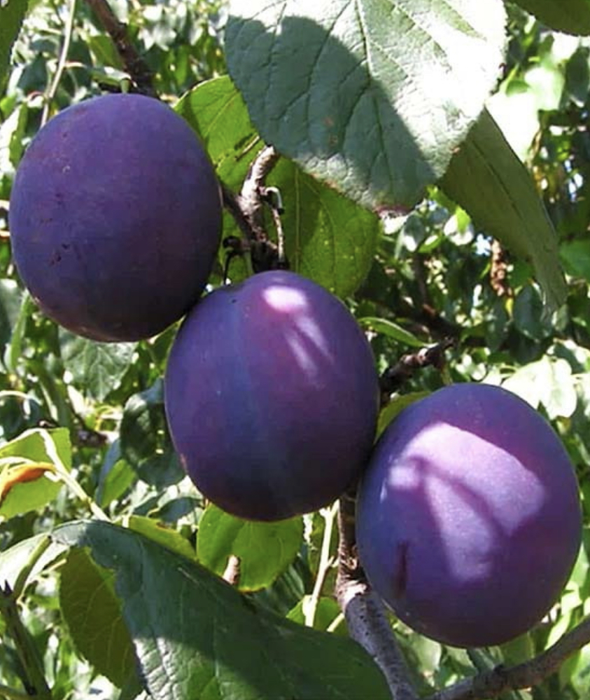 Plantsgarden